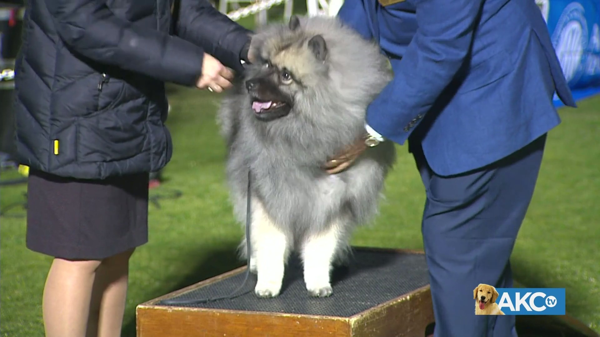 Non-Sporting Group | AKC.tv