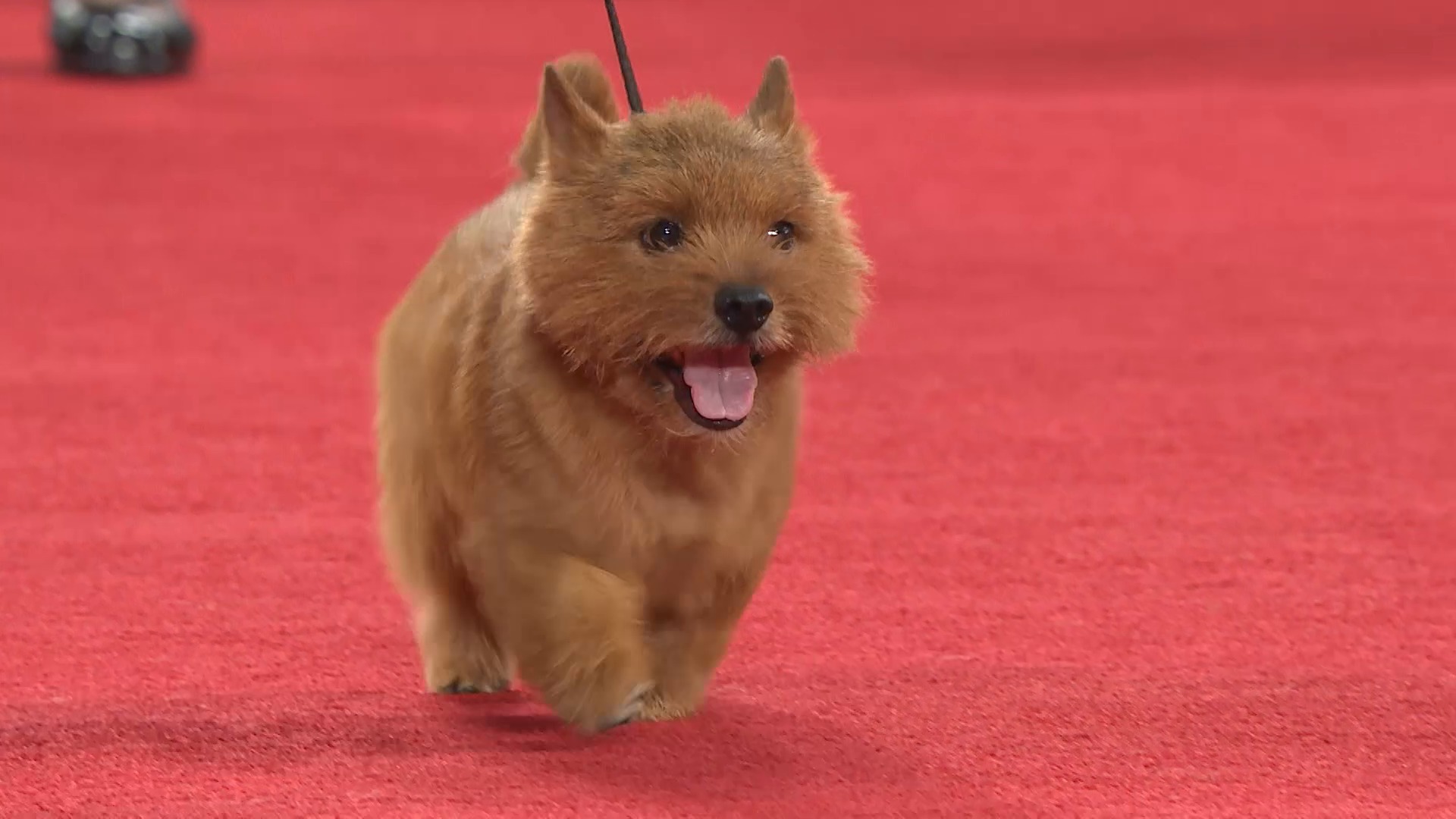 Animal Planet's Presentation of the AKC National Championship | AKC.tv