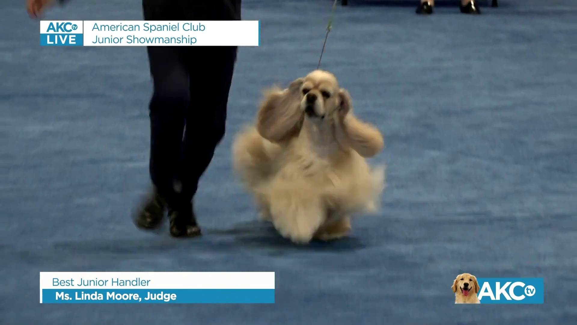 Junior Showmanship | AKC.tv