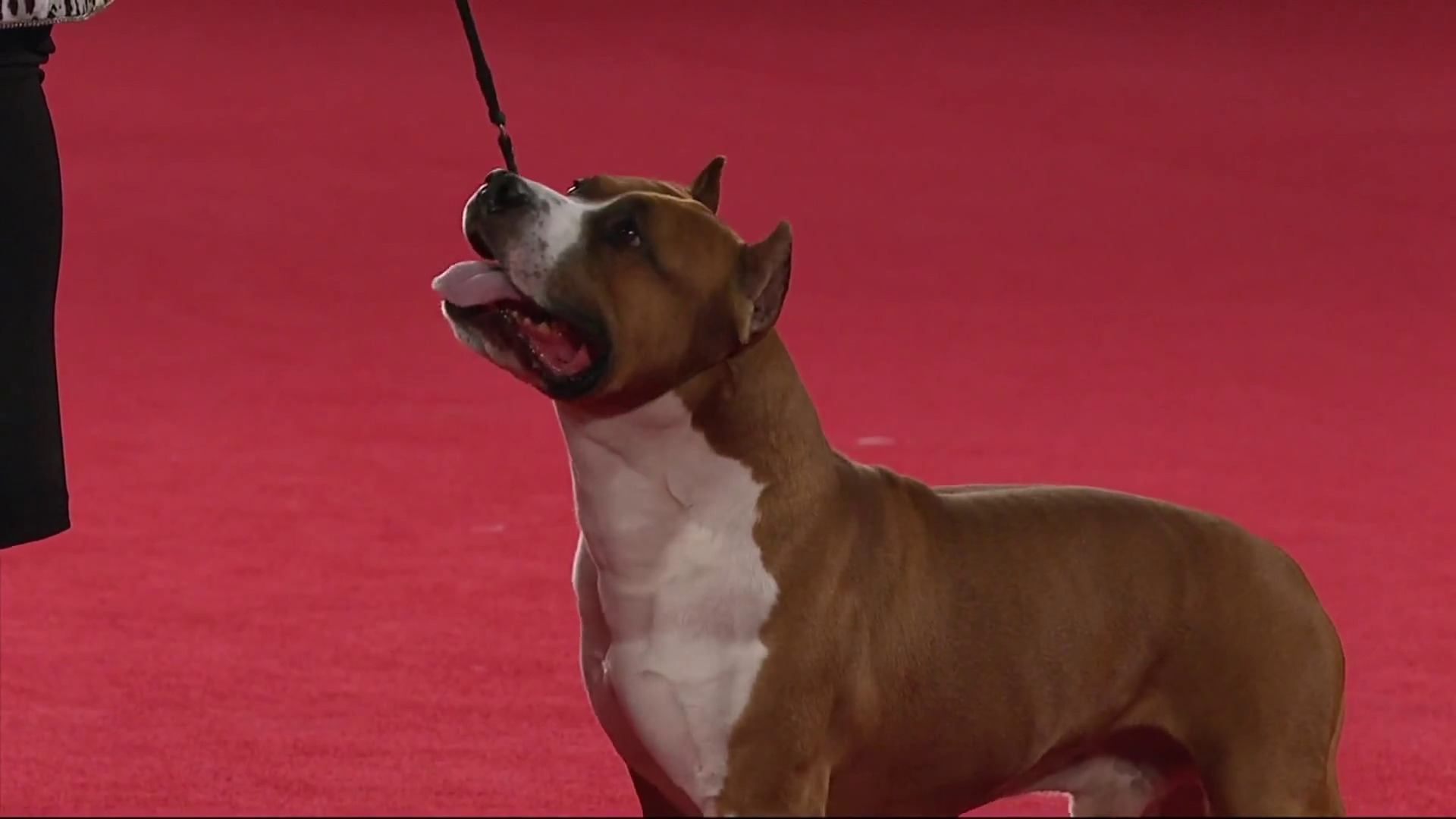 Terrier Group | AKC.tv