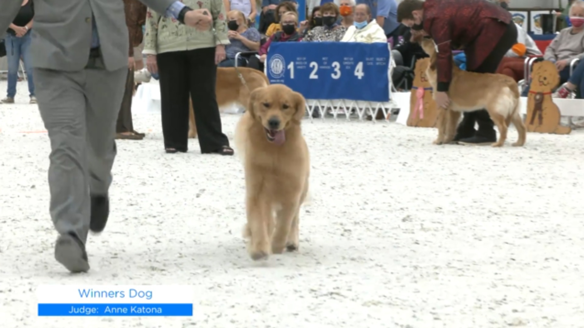 Winners Bitch | AKC.tv