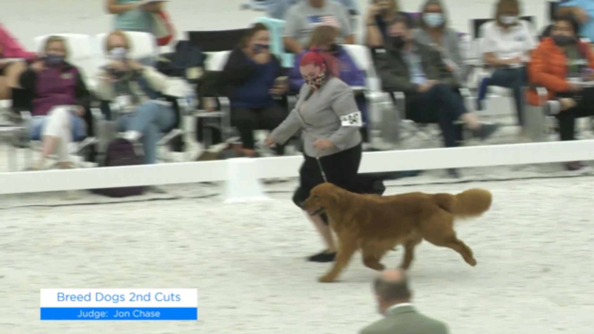 Breed Dog Groups 2nd Cut | AKC.tv