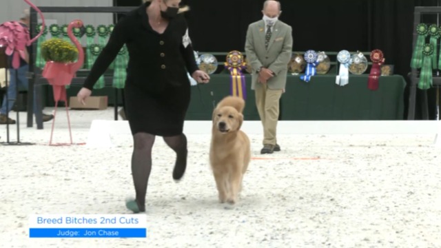 Breed Dog Groups 2nd Cut | AKC.tv
