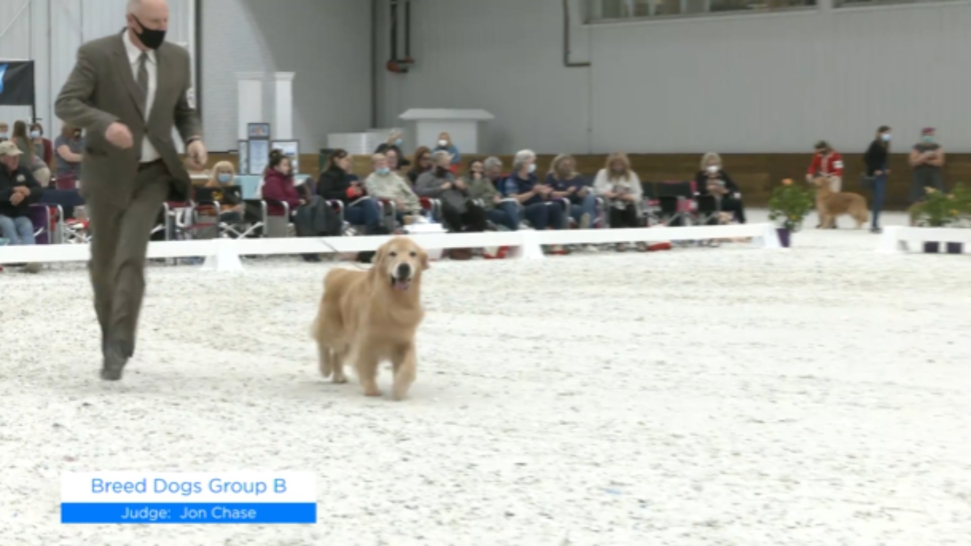 Breed Dog Groups - Part 2 | AKC.tv