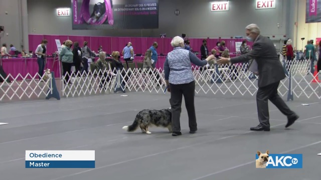 Obedience Novice Saturday - Part 1 | AKC.tv