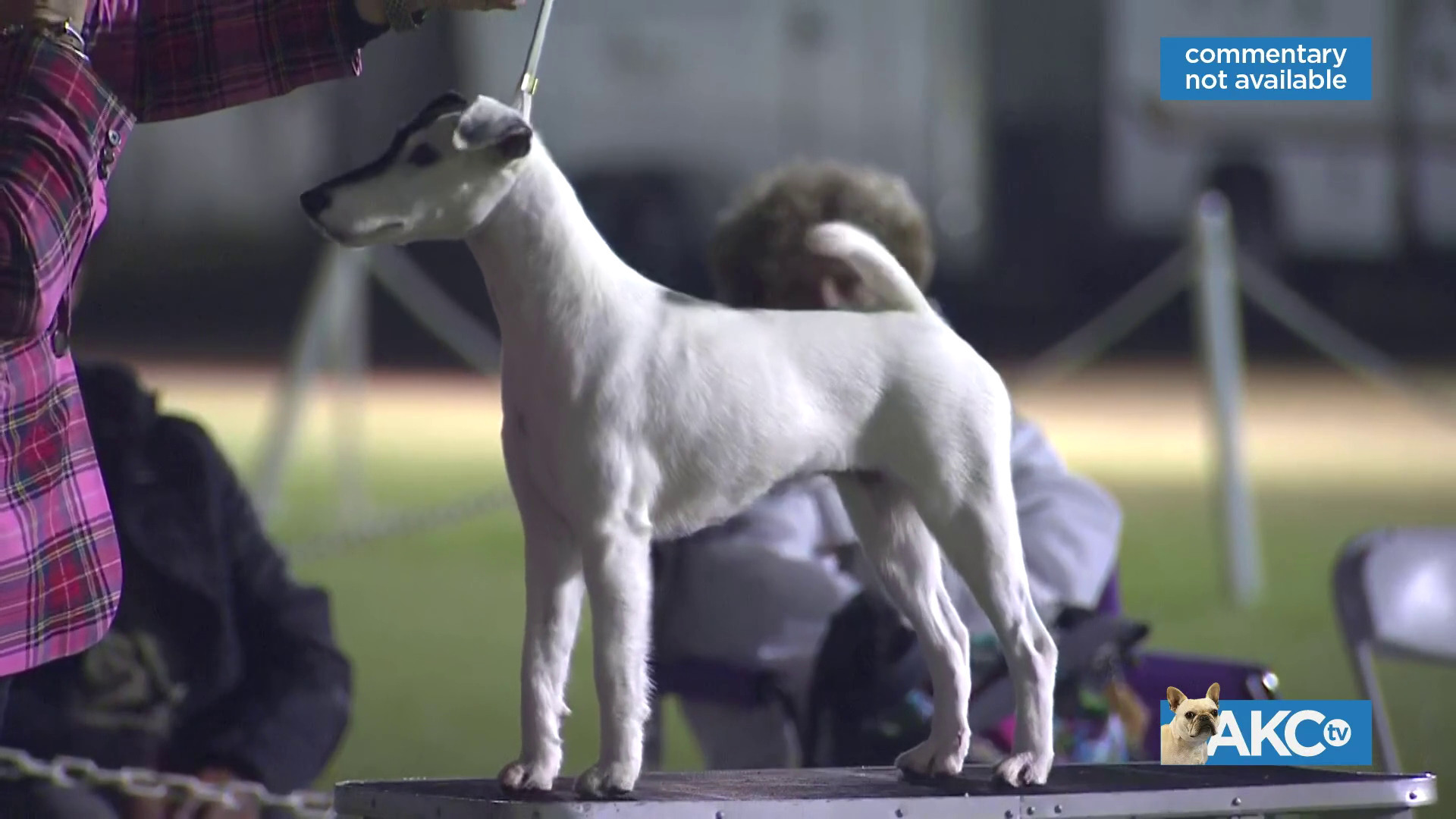Best In Show - Sunday | AKC.tv