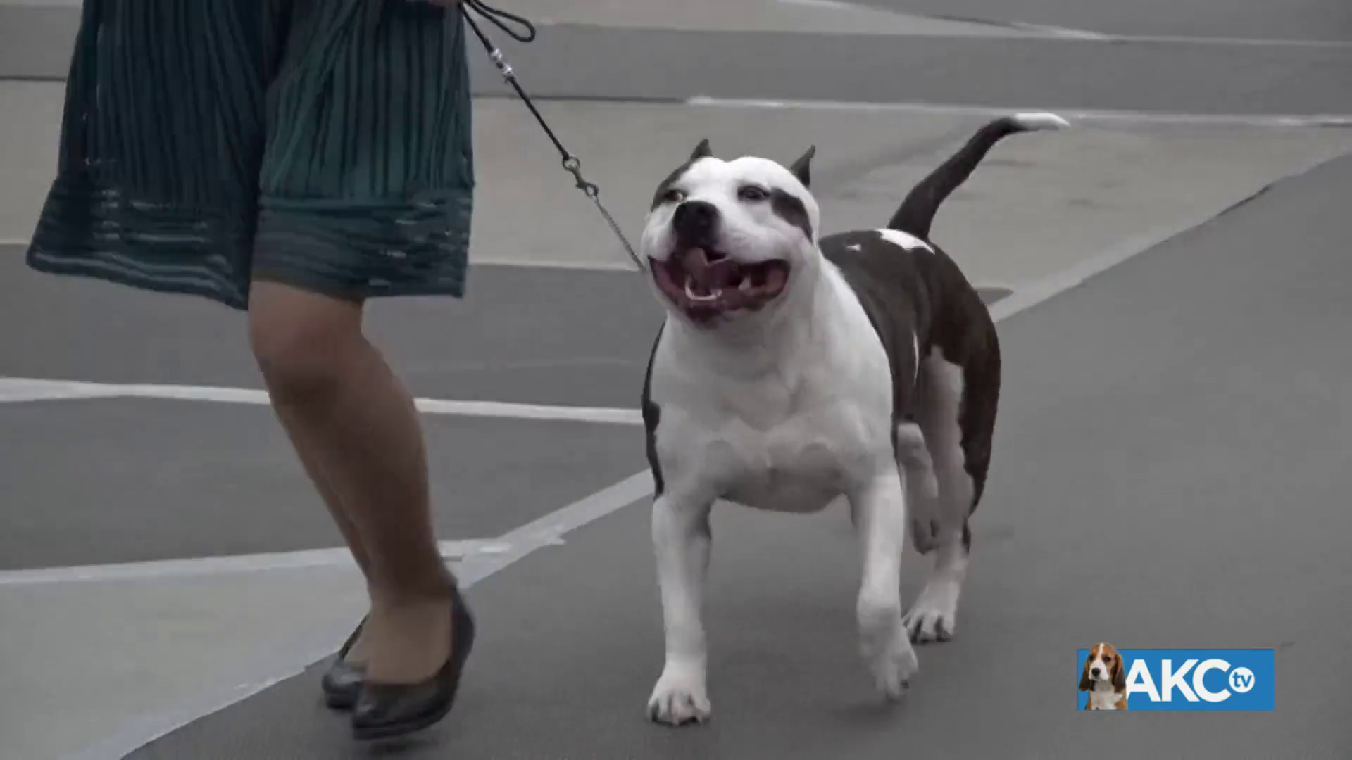 Full Show | AKC.tv
