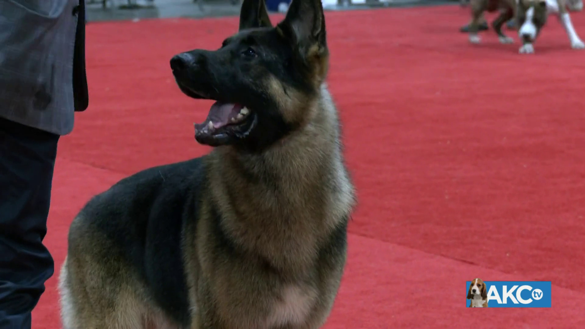 Best In Show - Friday | AKC.tv
