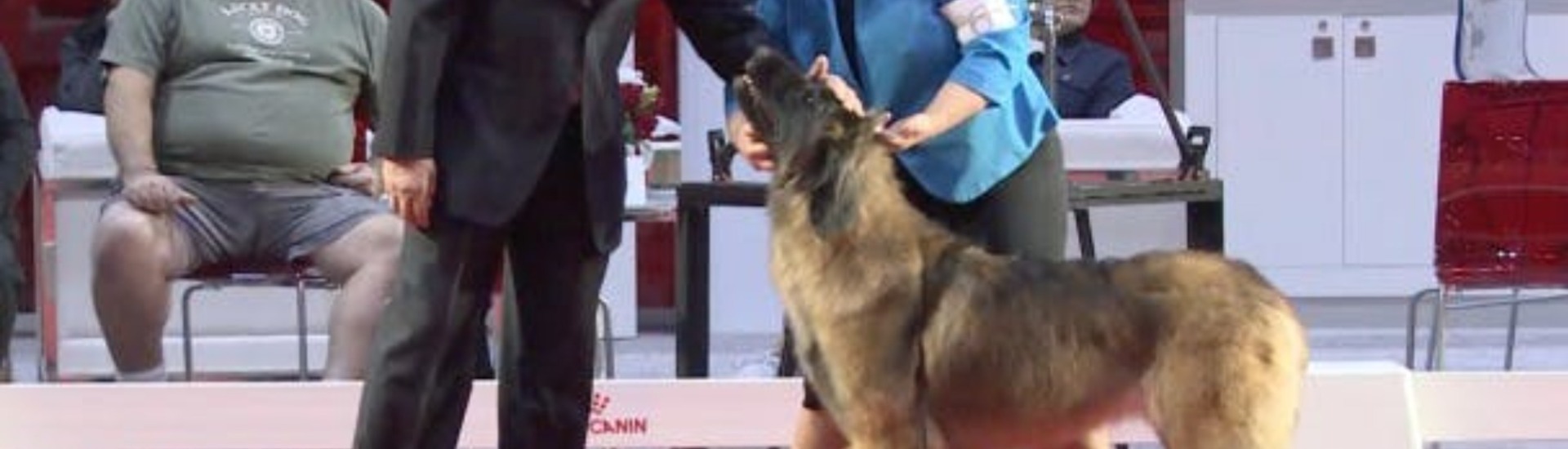 National Owner-Handled Series | AKC.tv