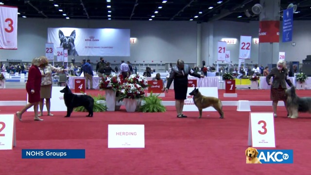 Herding Group | AKC.tv