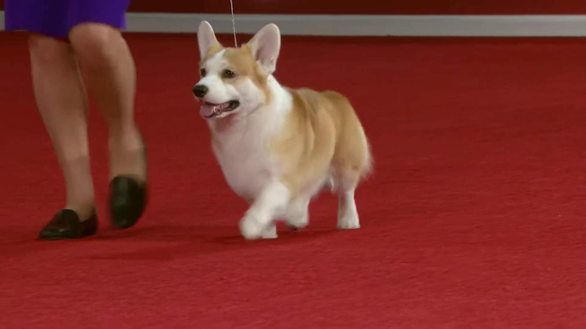 Best NOHS in Show | AKC.tv