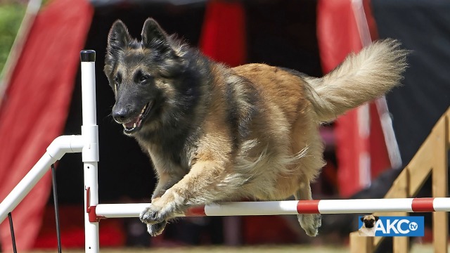 Belgian Tervuren | AKC.tv