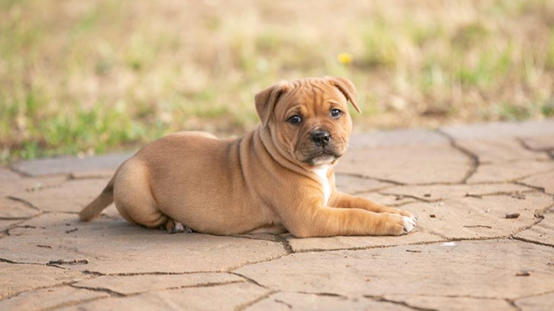 Teach Your Dog To Stay | AKC.tv