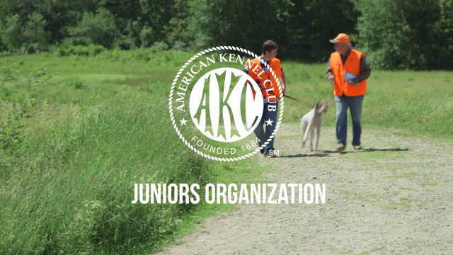 AKC Rally | Intro to Dog Sports | AKC.tv
