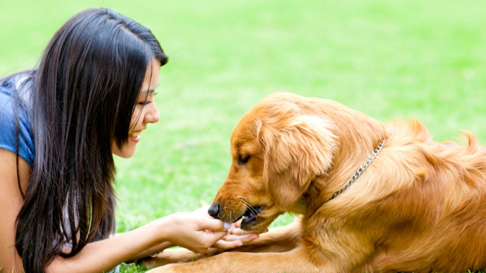 Down On Command | AKC.tv