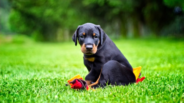 Pupdate | AKC.tv