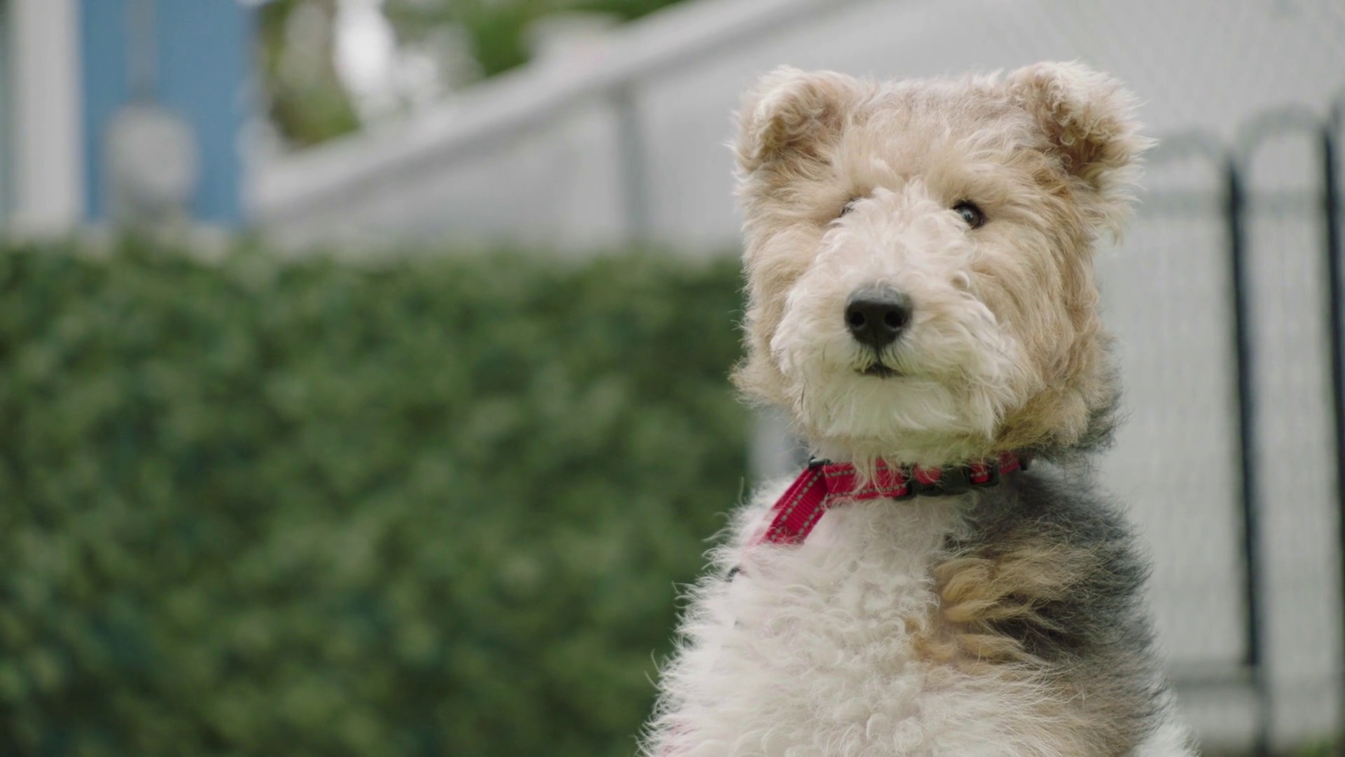 Wire Fox Terrier | AKC.tv