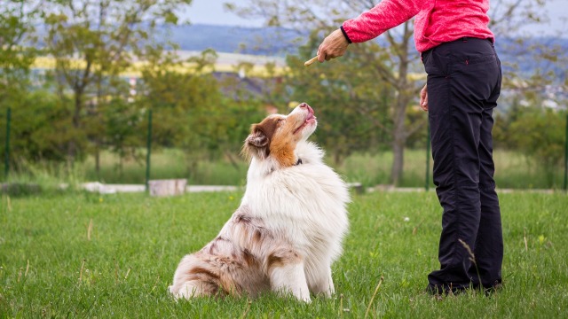 All Dog Topics Available on AKC.TV