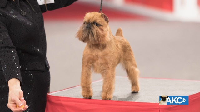 Brussels Griffon | AKC.tv
