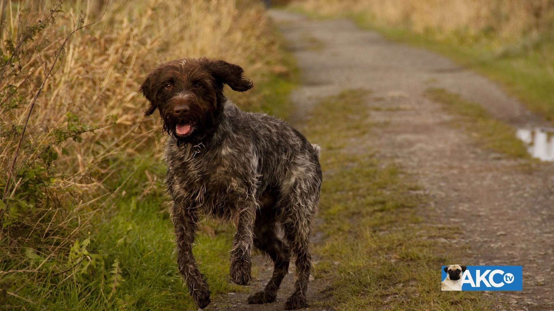 Wirehaired Pointing Griffon | AKC.tv