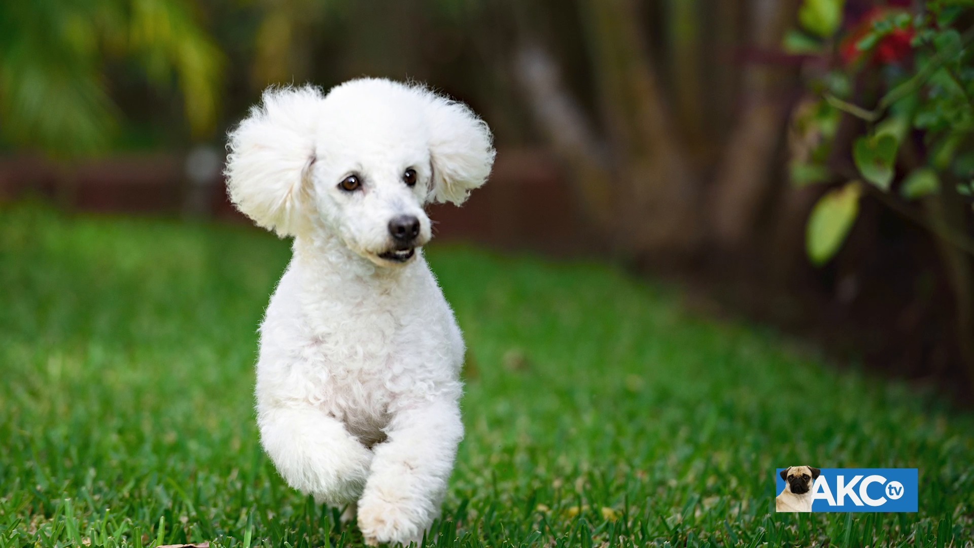Poodle | AKC.tv