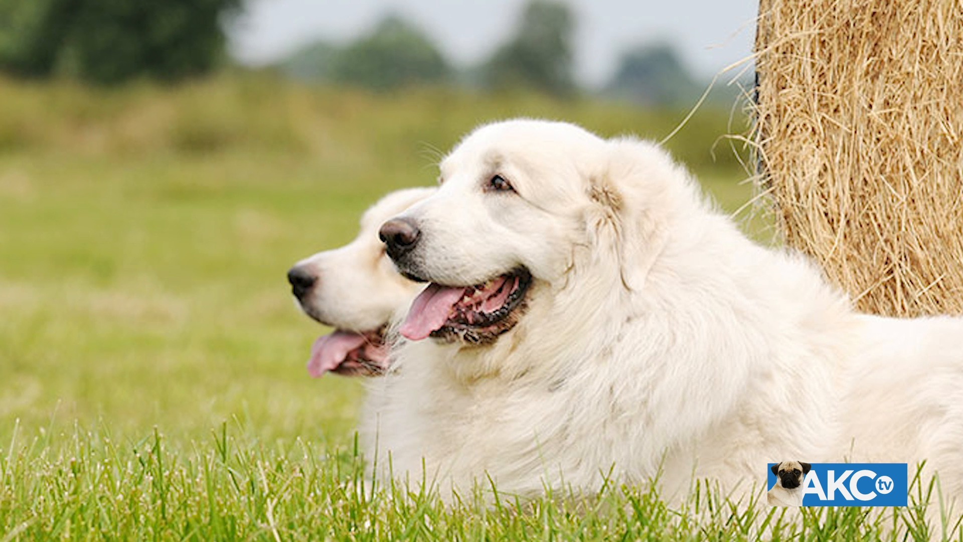 Great Pyrenees | AKC.tv