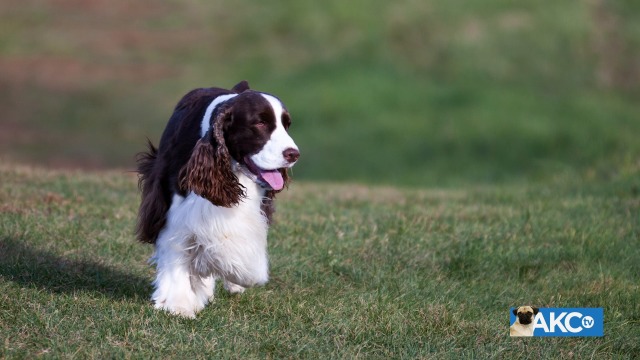 English Springer Spaniel | AKC.tv