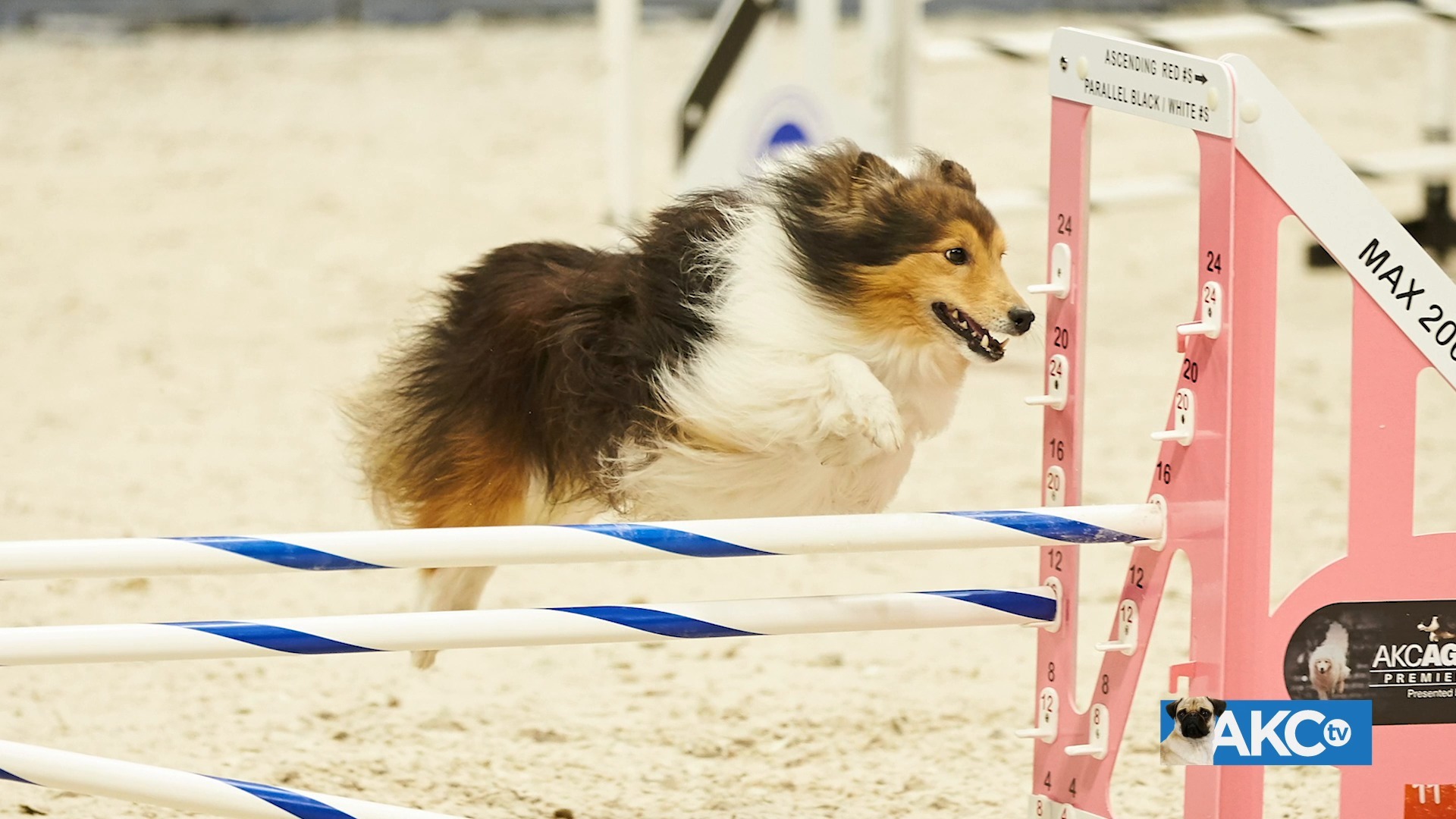 Shetland Sheepdog | AKC.tv