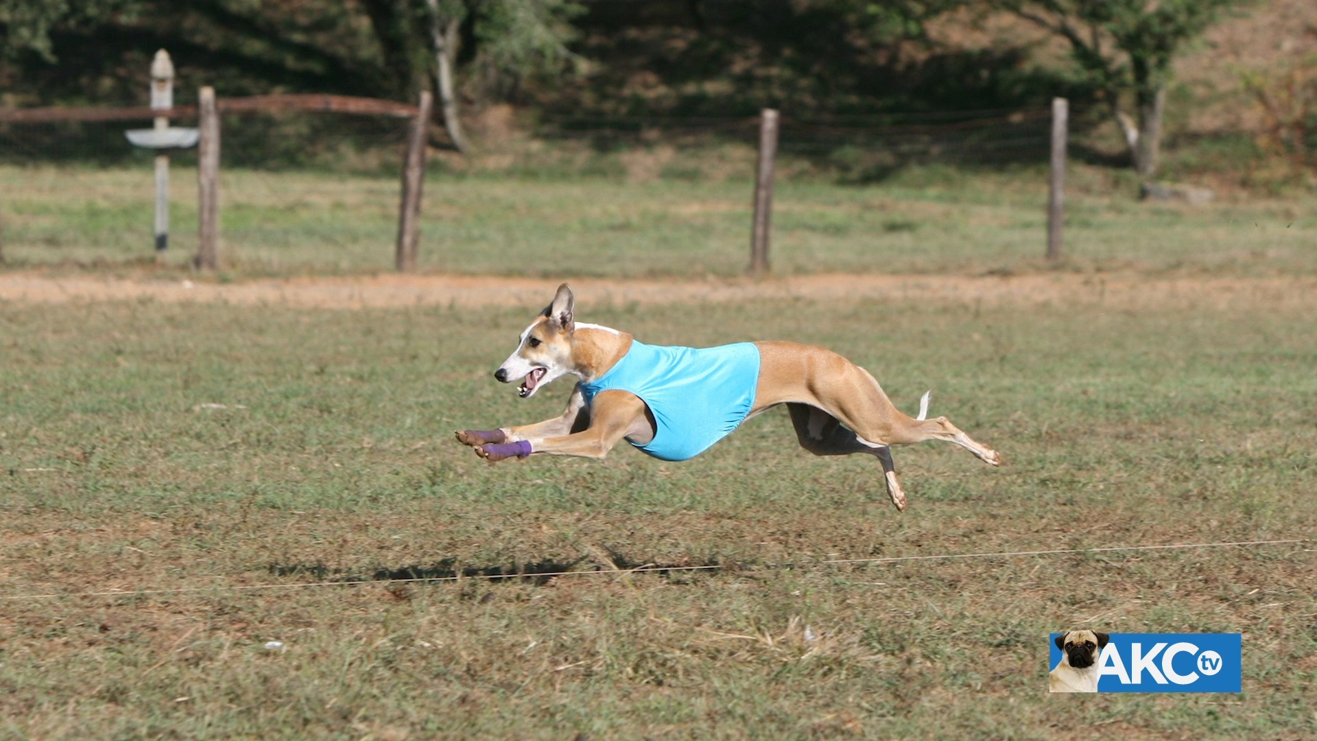 Whippet | AKC.tv