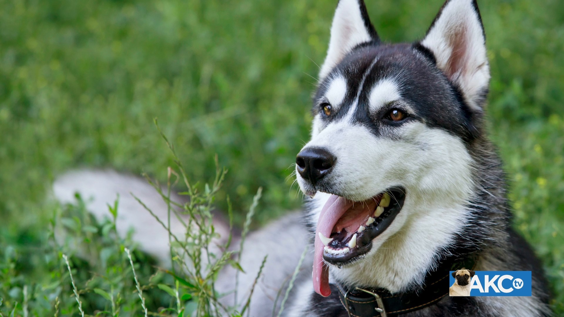 Siberian Husky | AKC.tv