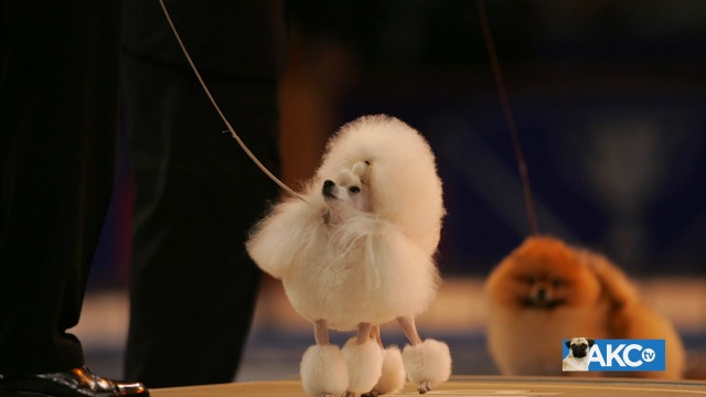 Poodle | AKC.tv