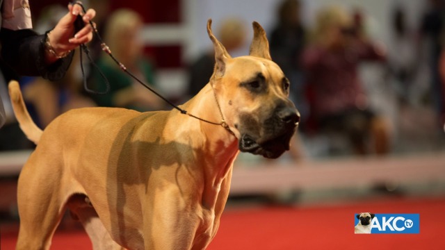 Great Dane | AKC.tv