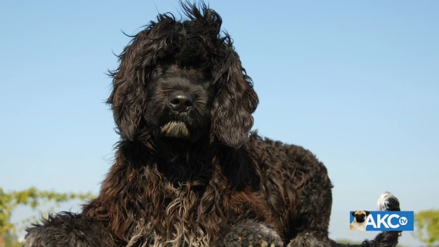 Portugese Water Dog | AKC.tv