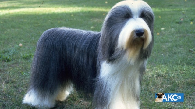 Bearded Collie | AKC.tv