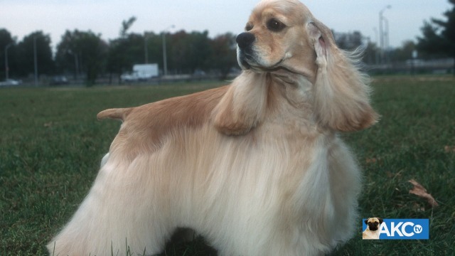 Cocker Spaniel | AKC.tv