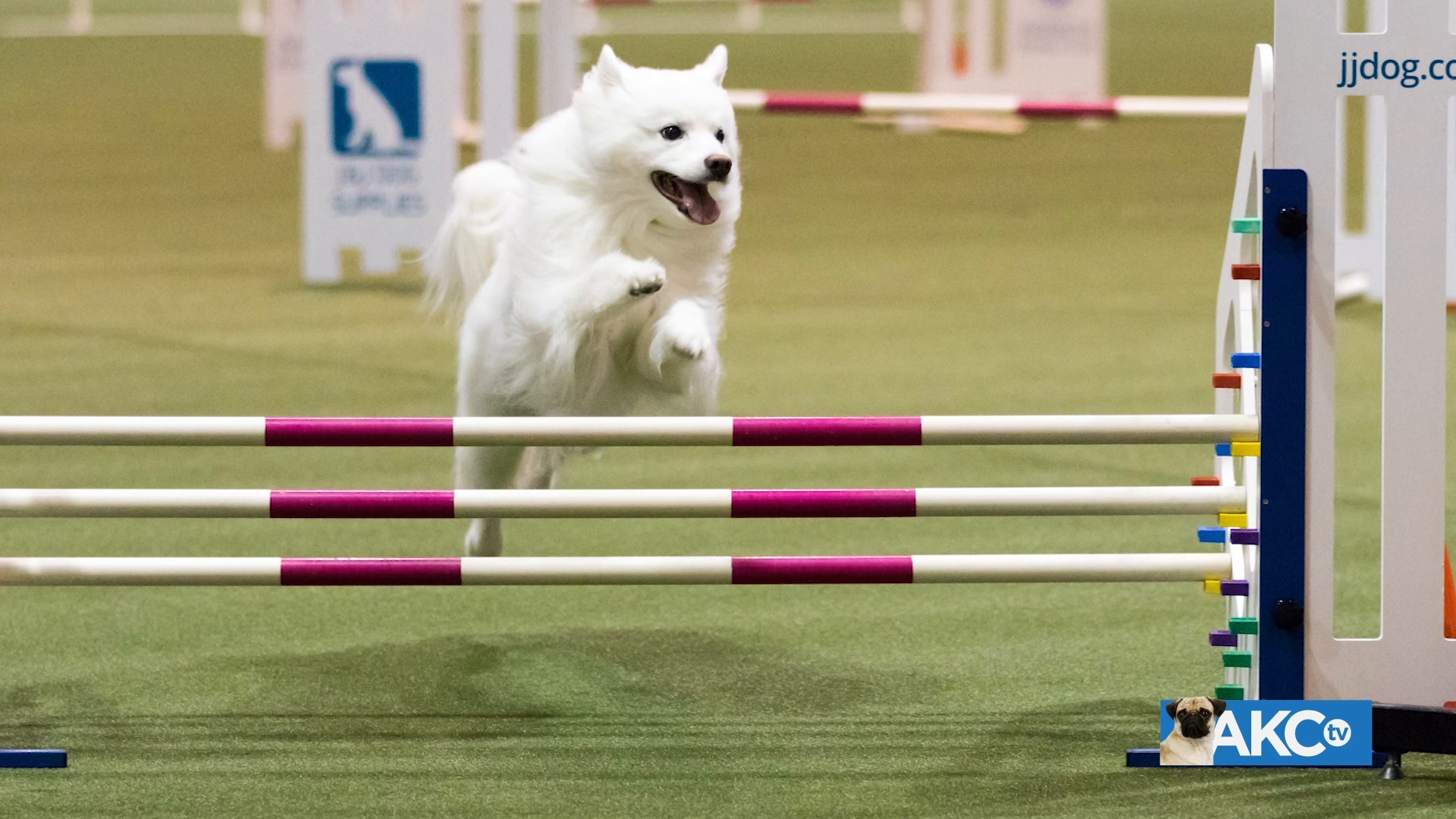 American Eskimo Dog | AKC.tv