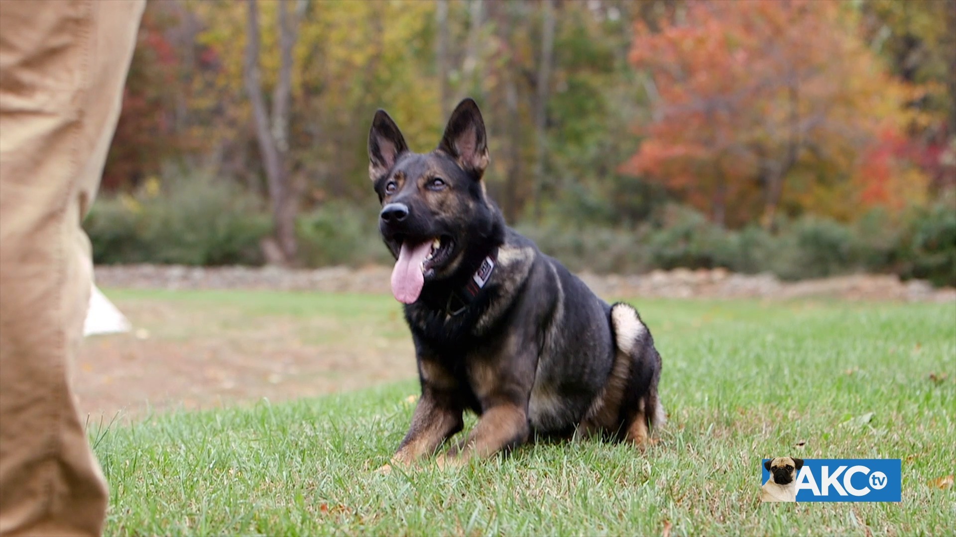 German Shepherd Dog | AKC.tv