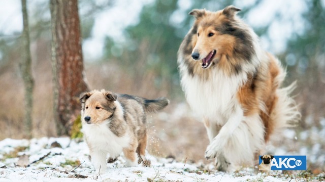 Collie | AKC.tv