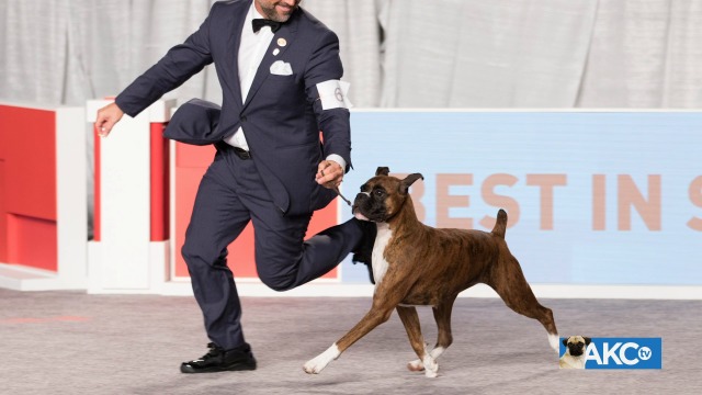 Boxer | AKC.tv
