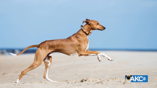 Azawakh | AKC.tv