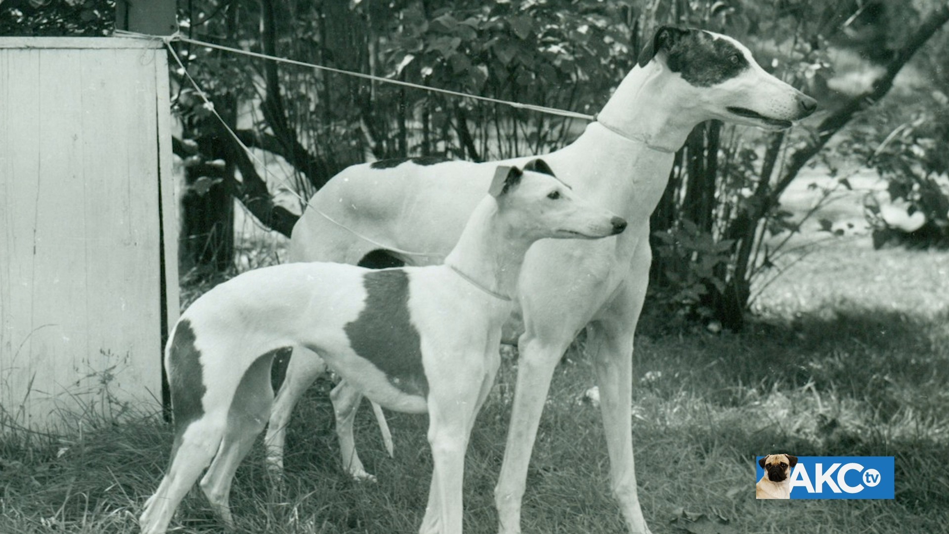Greyhound | AKC.tv