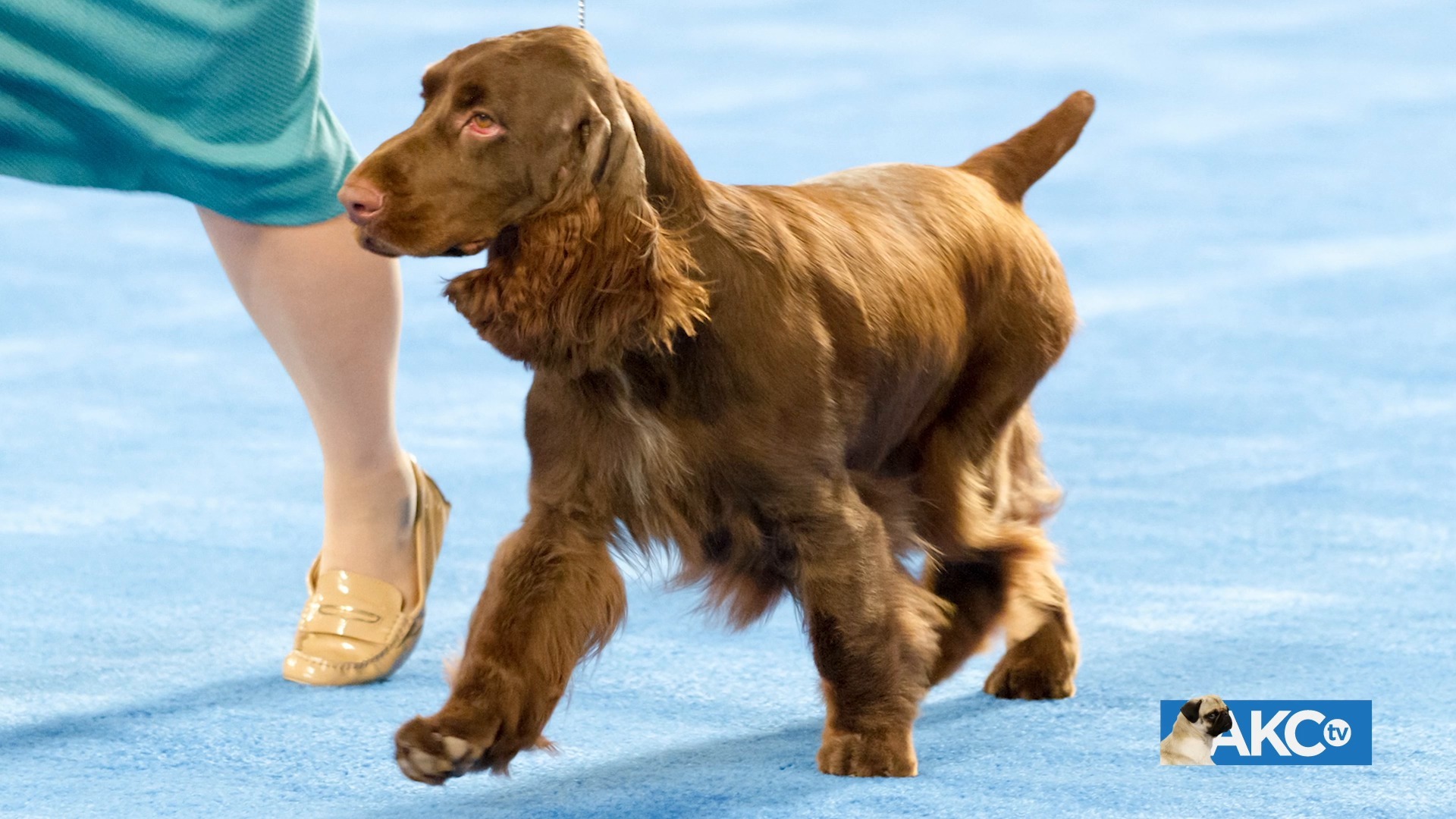 Field Spaniel | AKC.tv