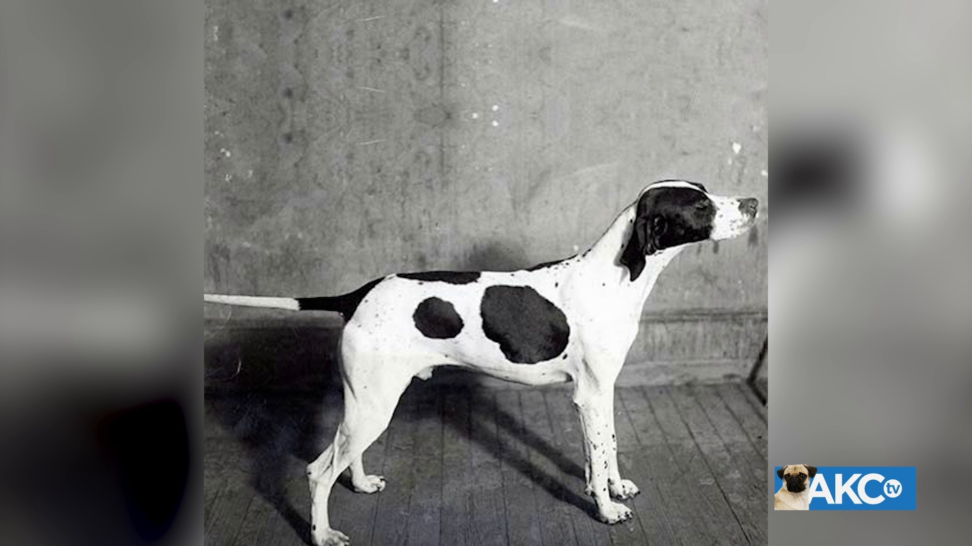 Pointer | AKC.tv