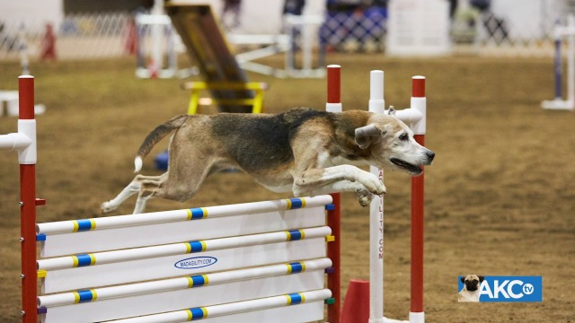 American Foxhound | AKC.tv