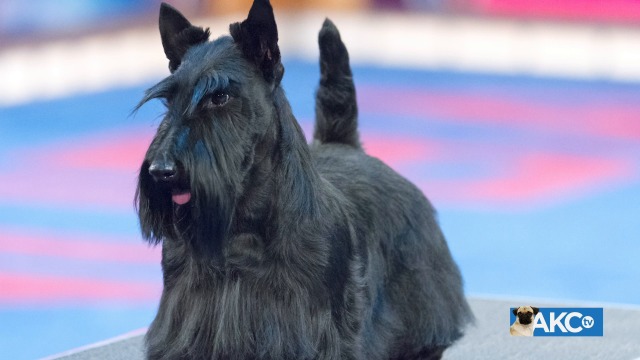 Scottish Terrier | AKC.tv