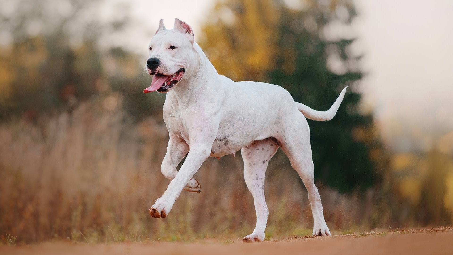 Dogo Argentino AKC tv Dogo Argentino AKC tv