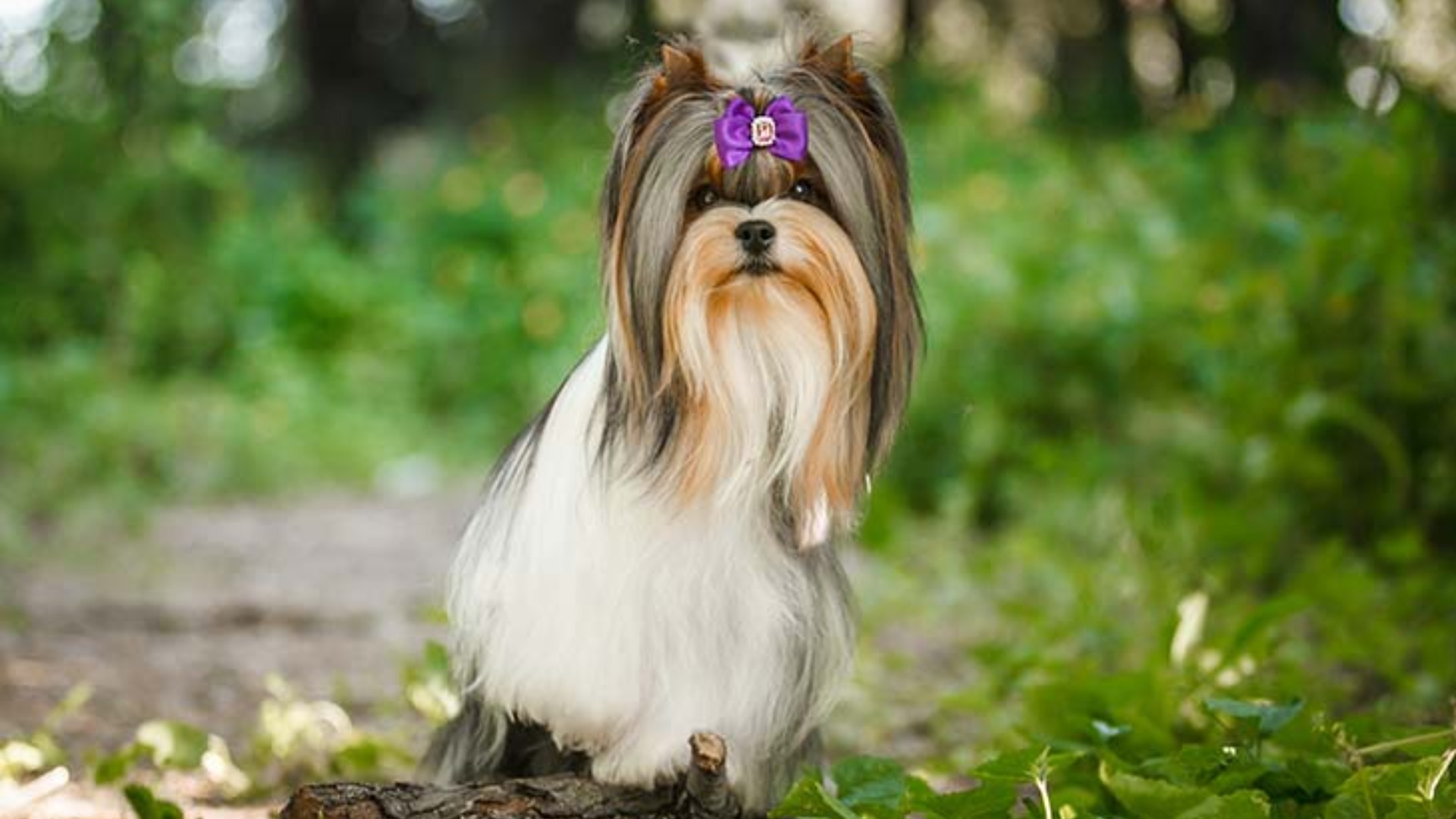 Biewer Terrier | AKC.tv