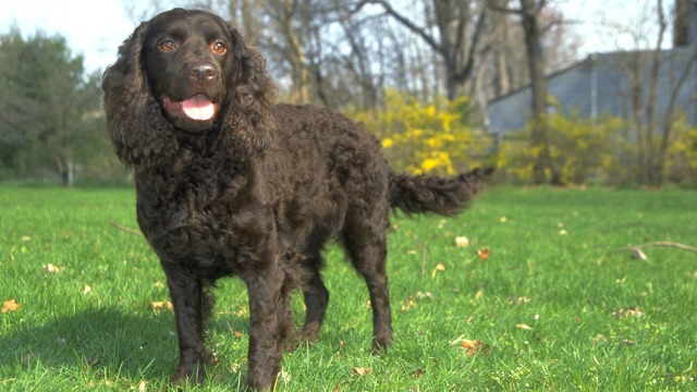 All Dog Breed Videos