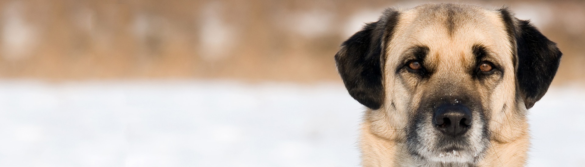 Anatolian Shepherd Dog | AKC.tv
