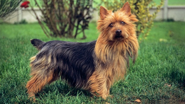 All Dog Breed Videos